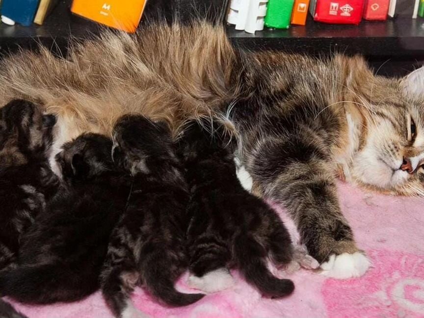 Котятки сибирские