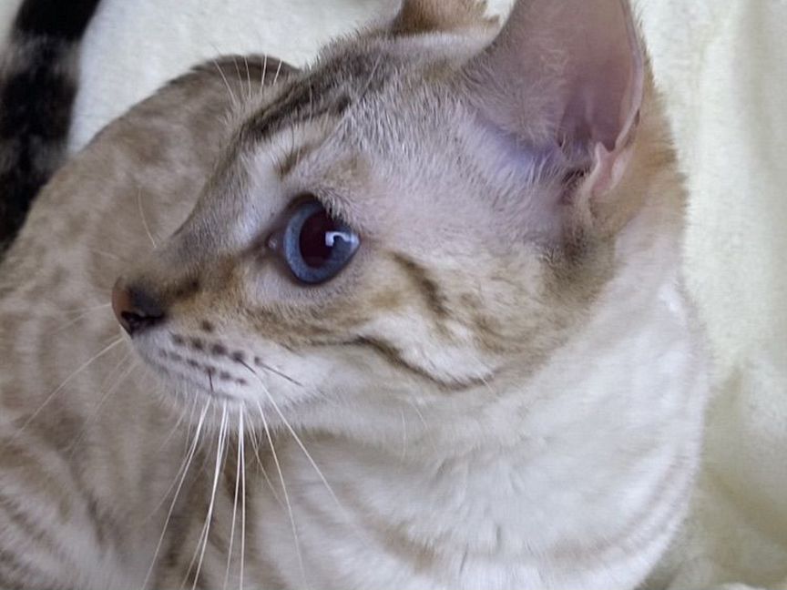 Бенгальская кошка