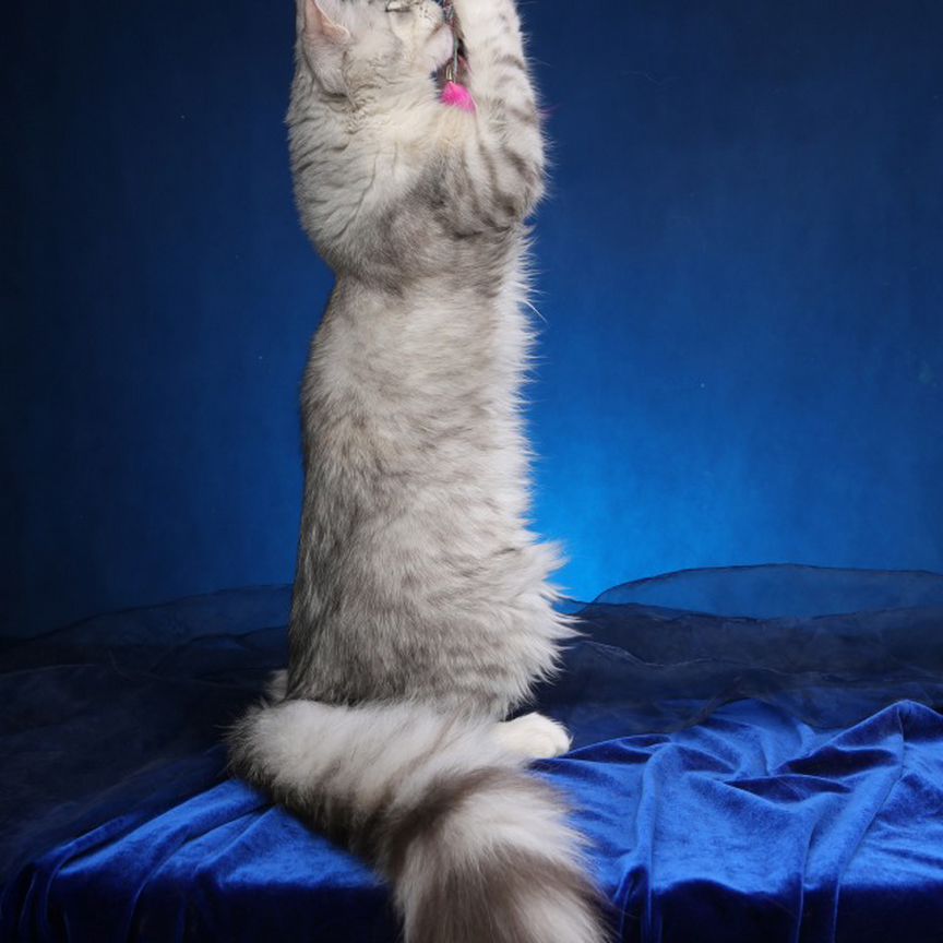 Котятки из питомника