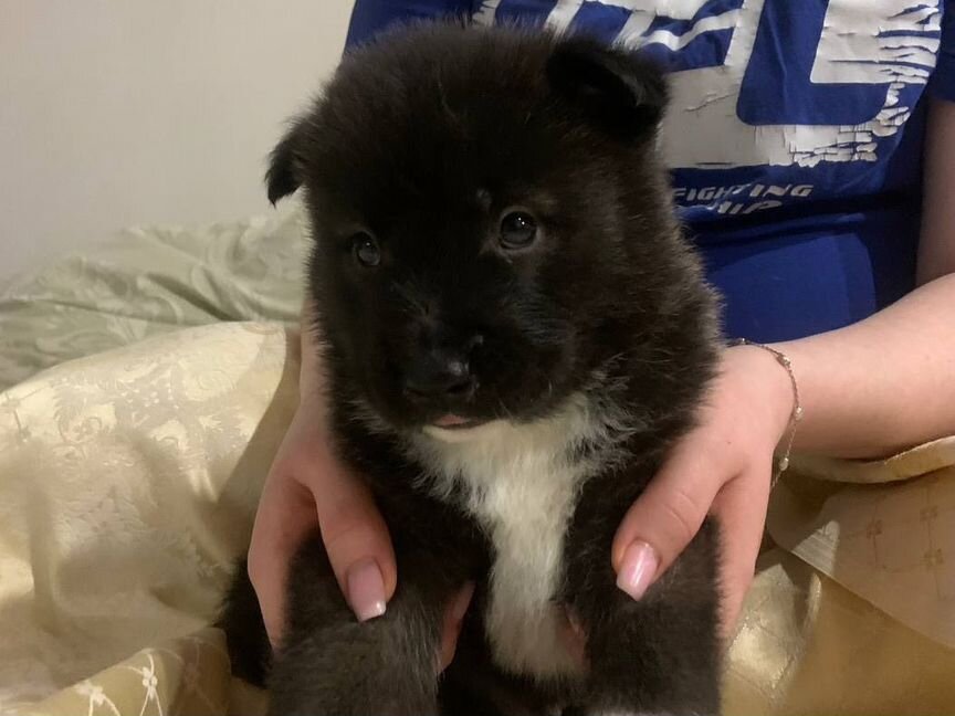 Щенки американской акиты