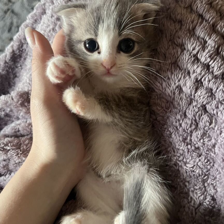 Котики