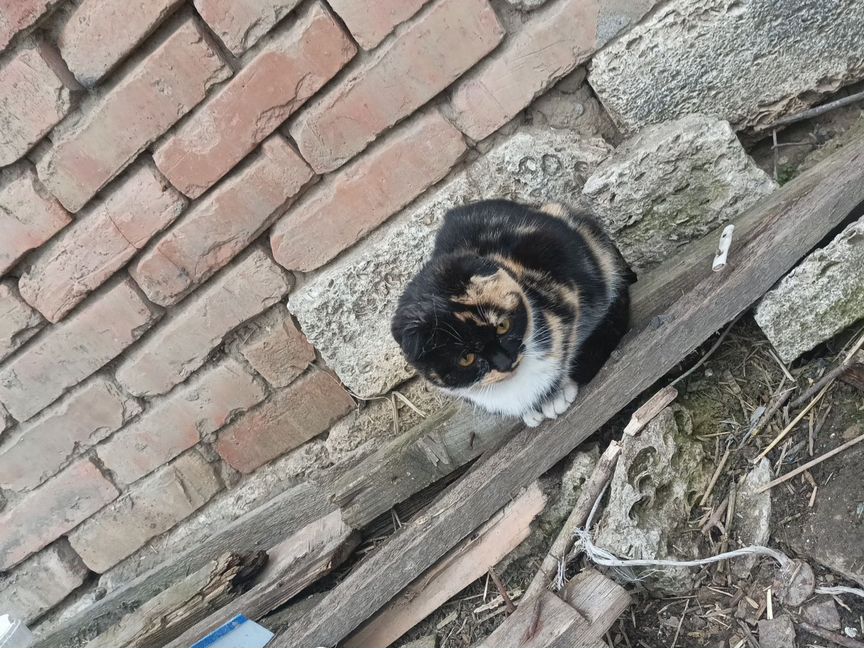 Черепаховая кошка