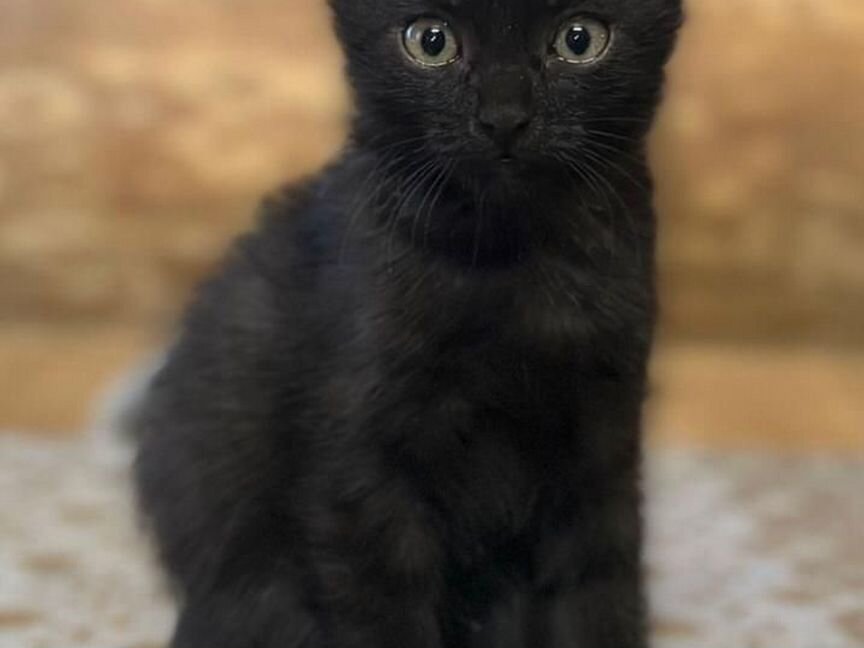 Котенок черный Мальчик два месяца,кушаем корм
