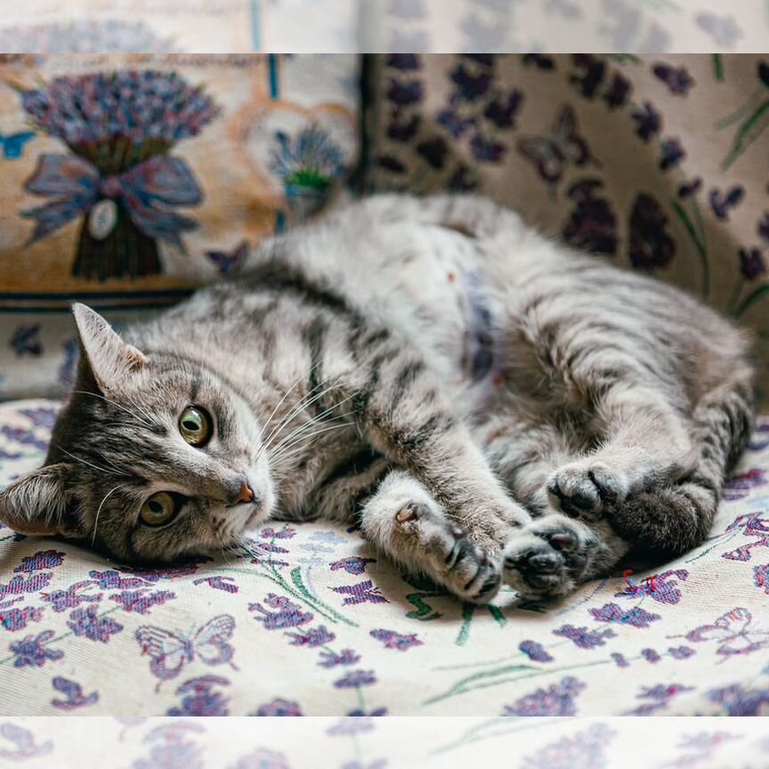 Кошка