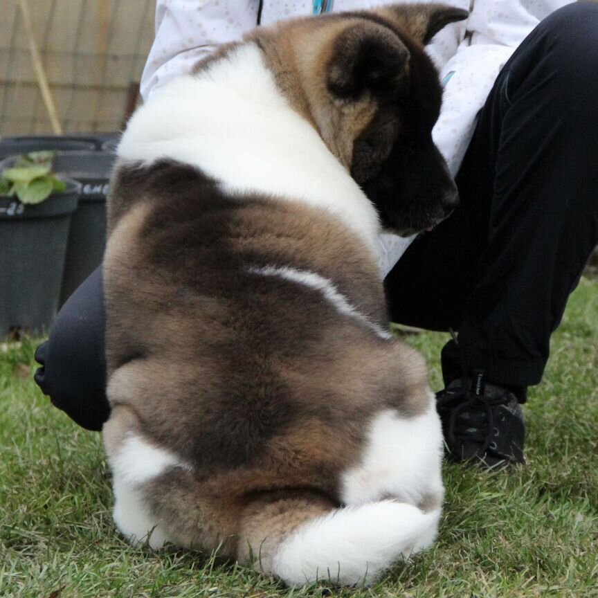 Американская акита, щенок