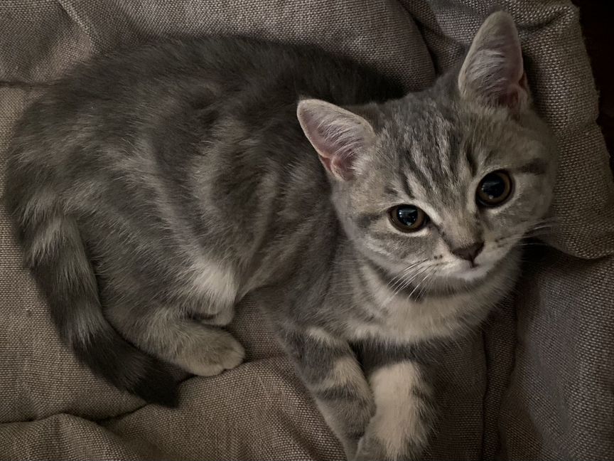 Котенок девочка