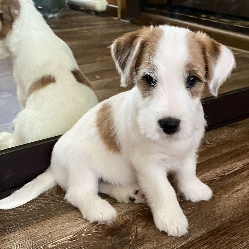 Джек-рассел-терьер, щенок