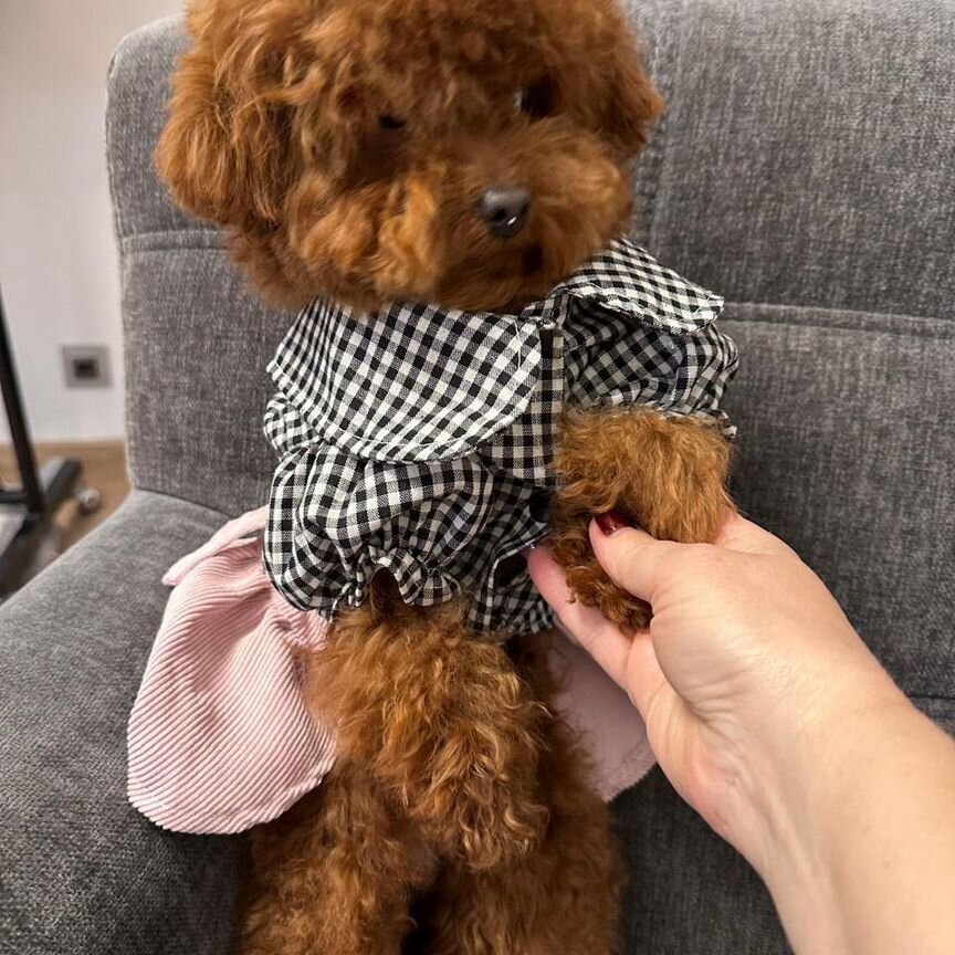 Тедди пудель девочка Китай