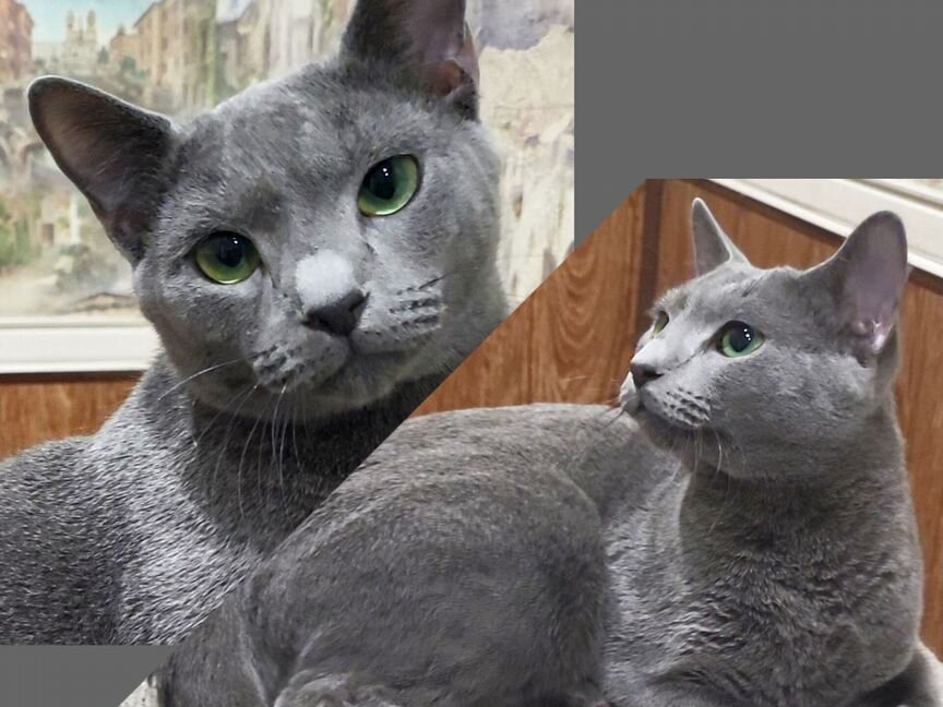 Русский голубой кот