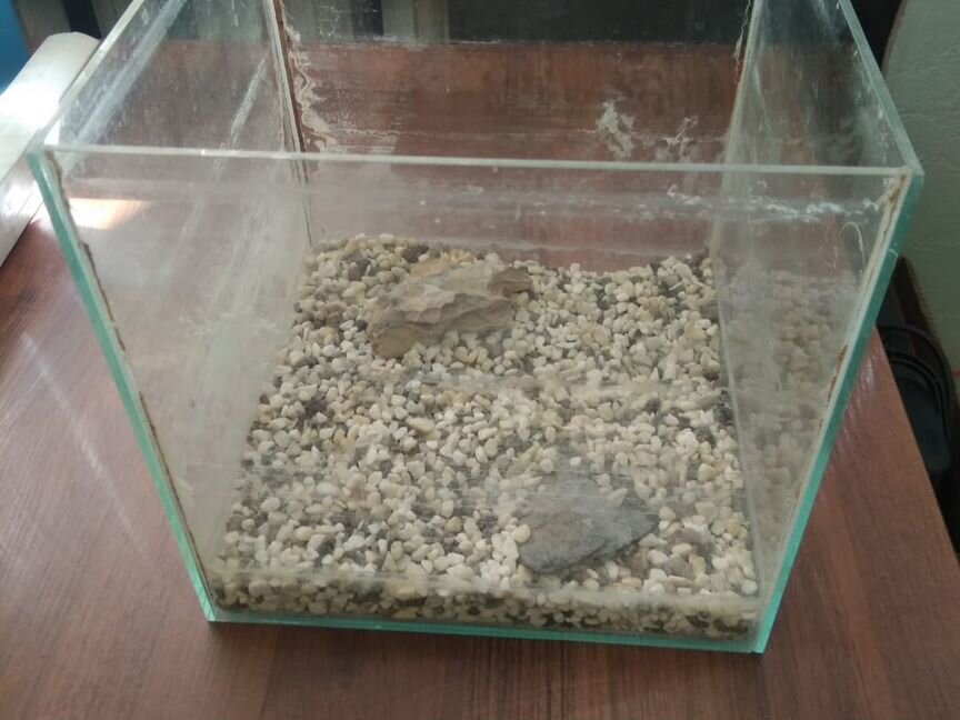 Аквариум куб 20 л для креветок и мелких рыбок