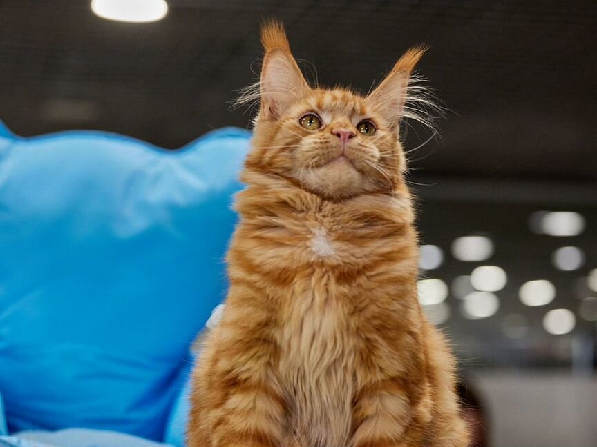 Котята мейн-кун