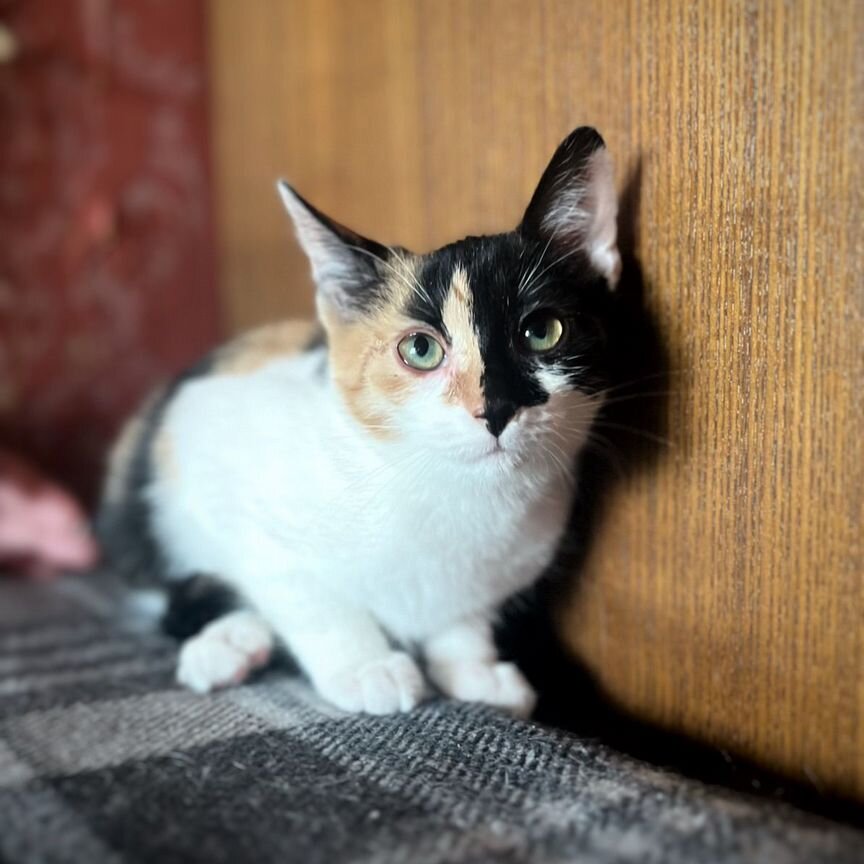 Котенок Люся 3,5 мес