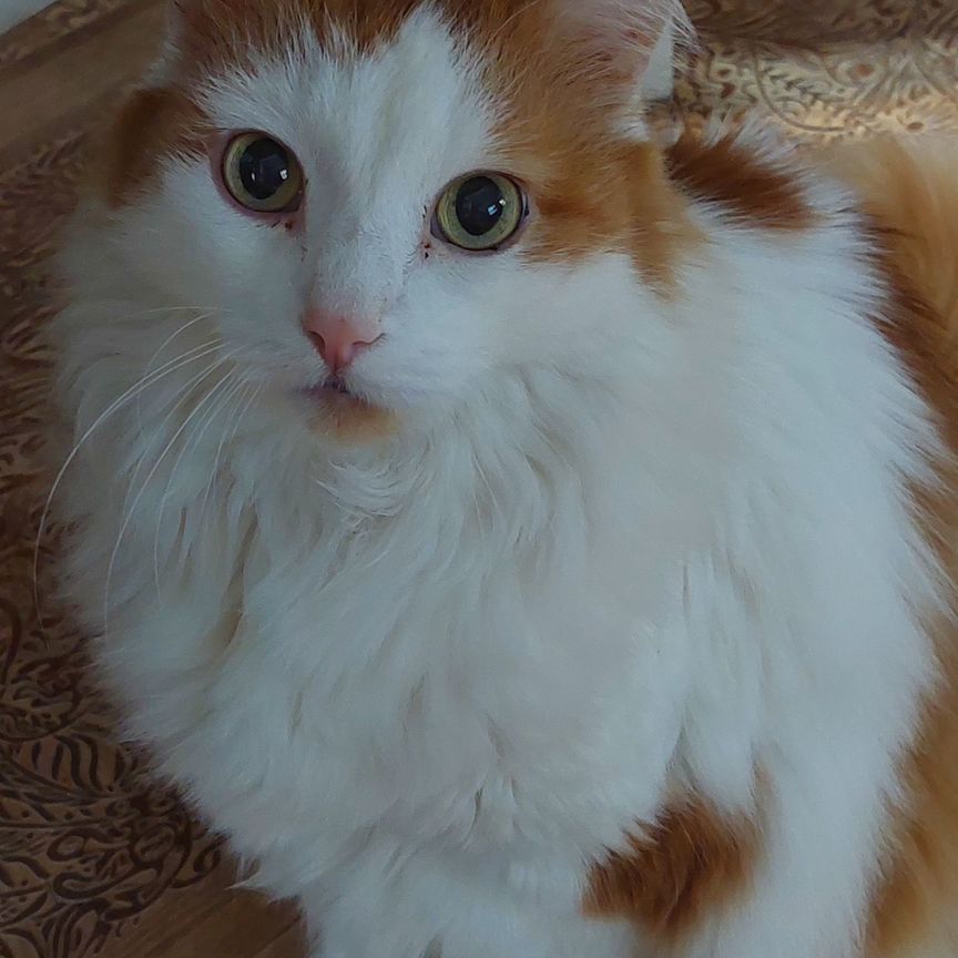 Отдам кота в добрые руки