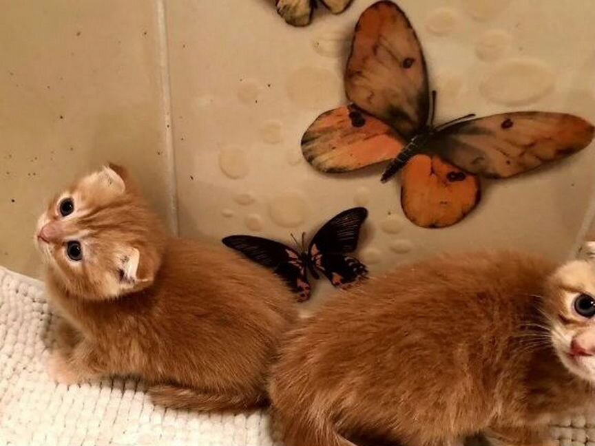 Котята красный мрамор