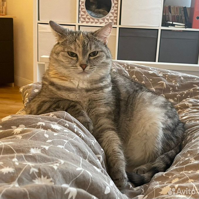 Кошка Оливия