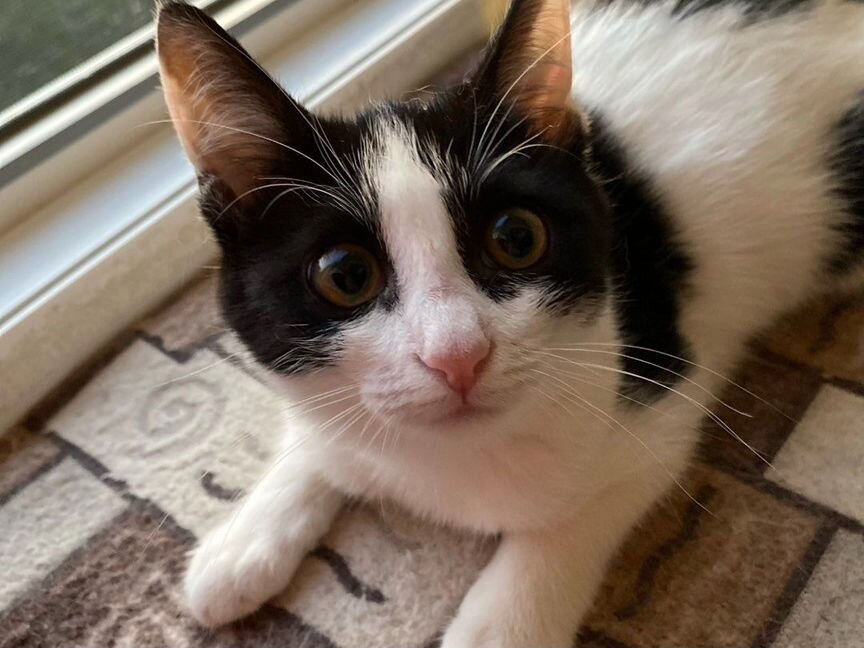 Кошка в добрые руки