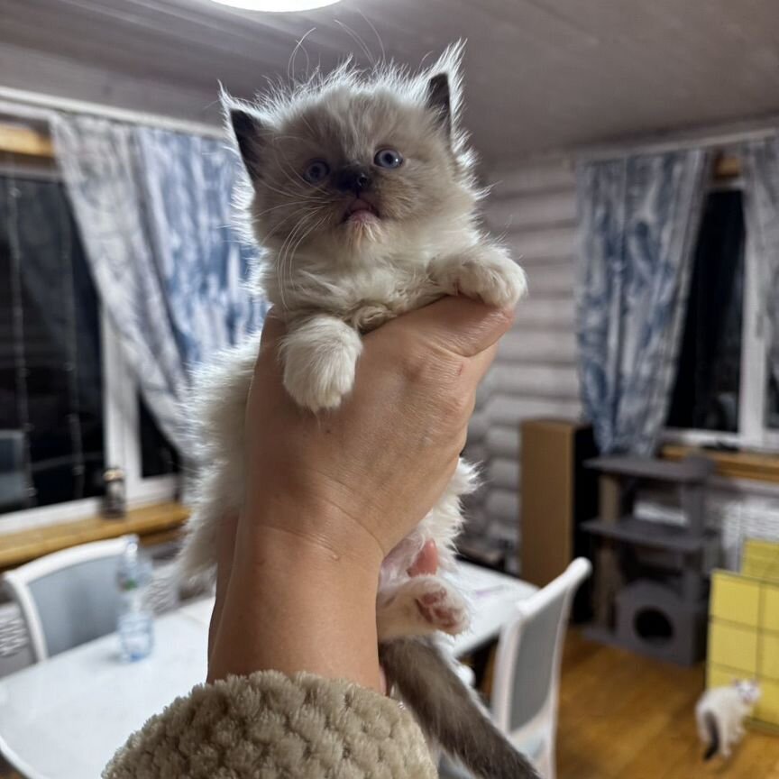Котята рэгдолл, девочка рэгдолл