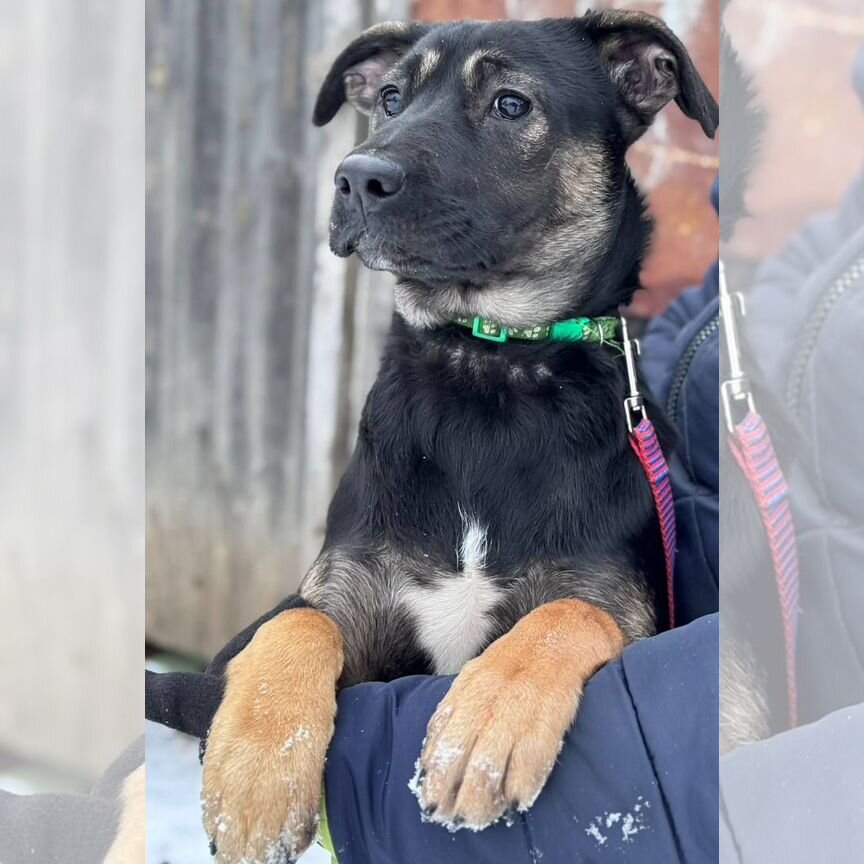 Щенок в добрые руки