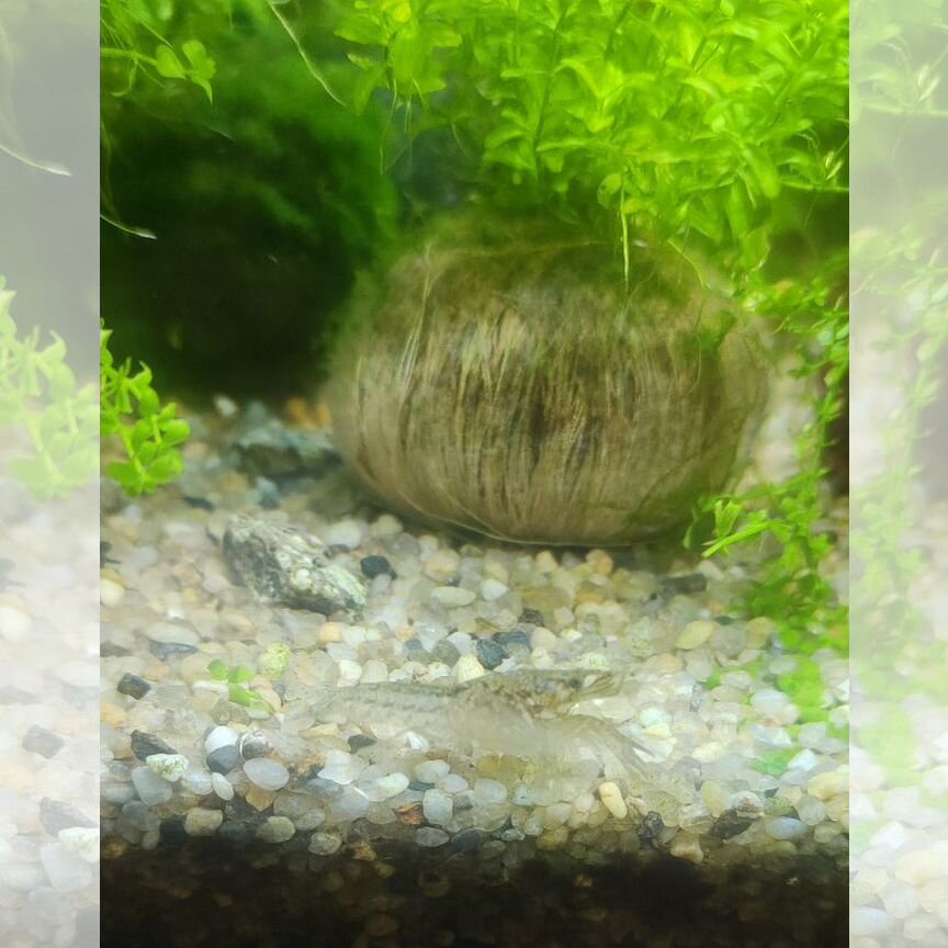 Мраморный рак