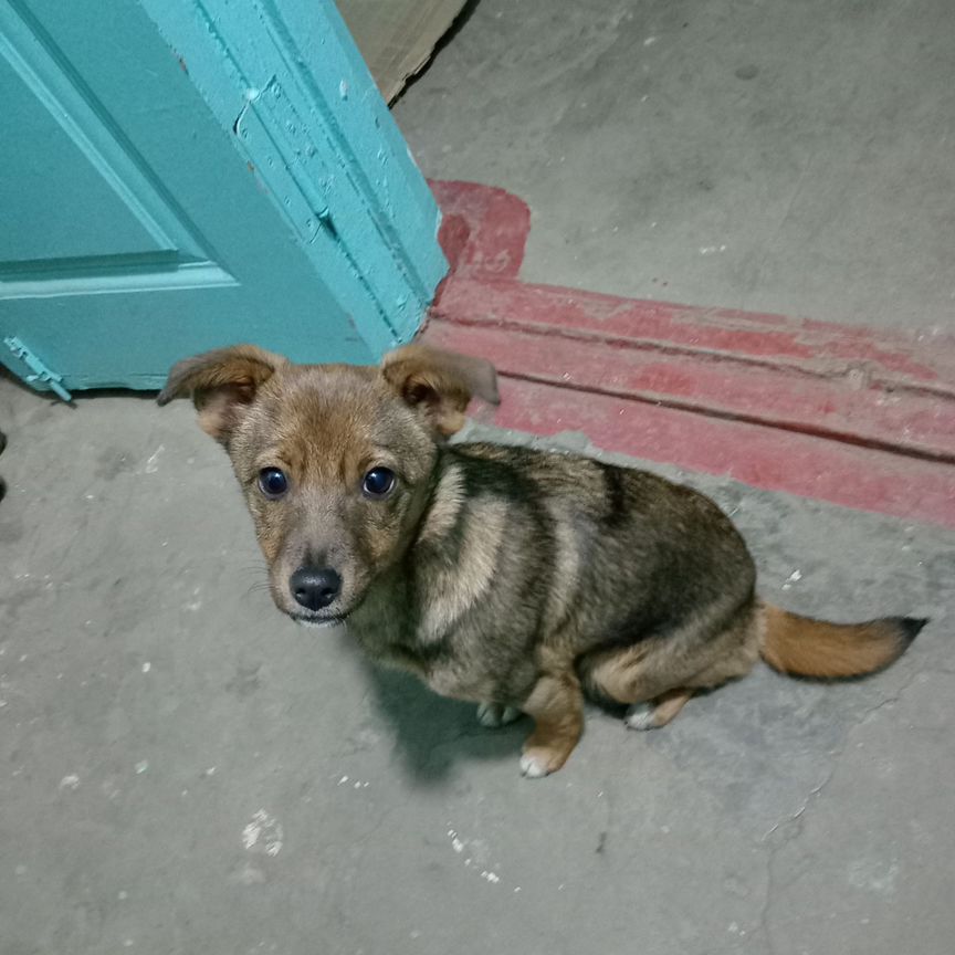 Это щенок отдаю в добрые руки пишите как можно