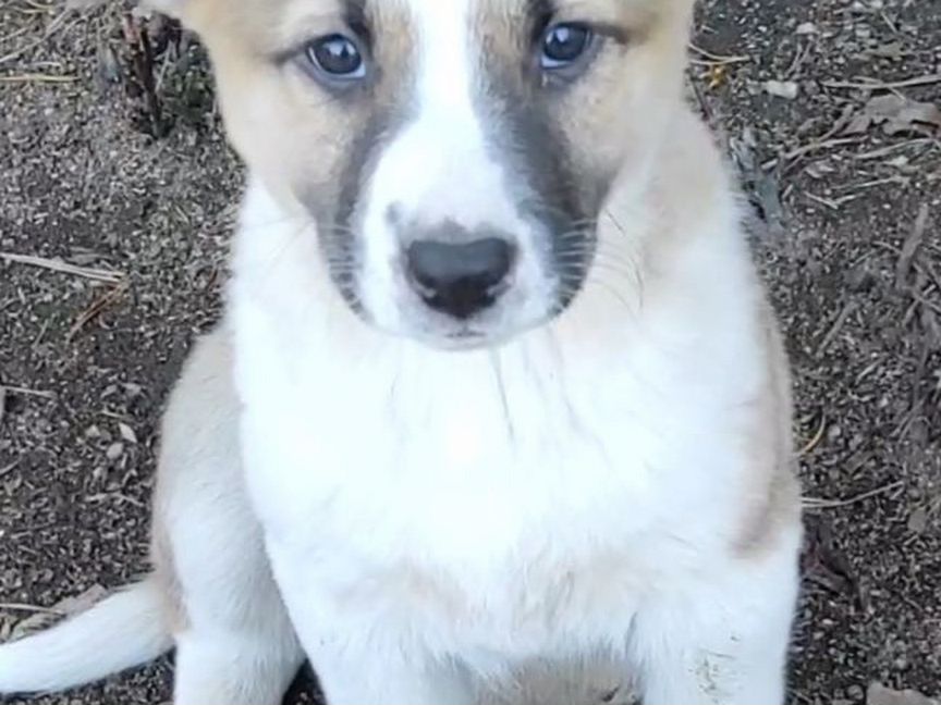 Щенки от отличных охранных собак