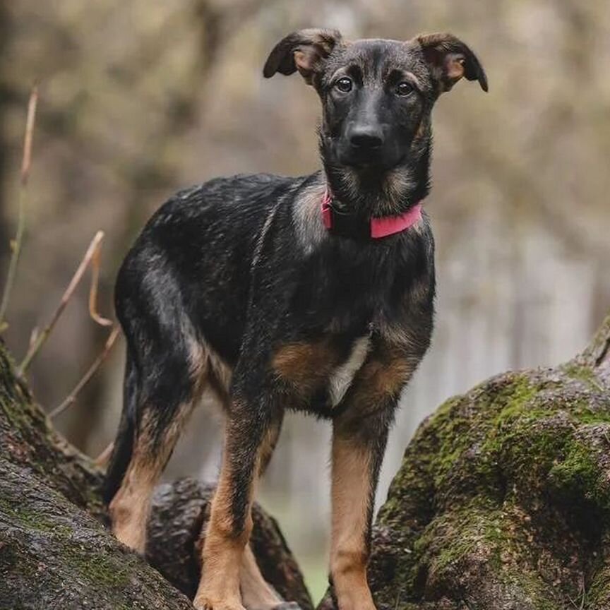 Щенок в добрые руки