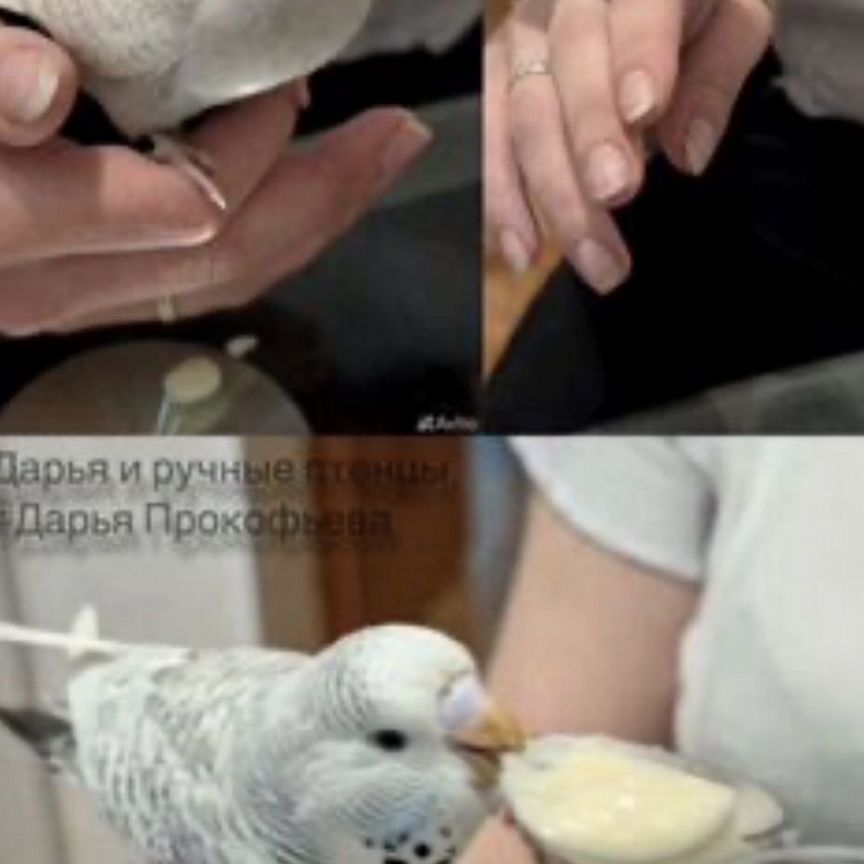 Попугаи Чехи Ручные Выкормленные Человеком