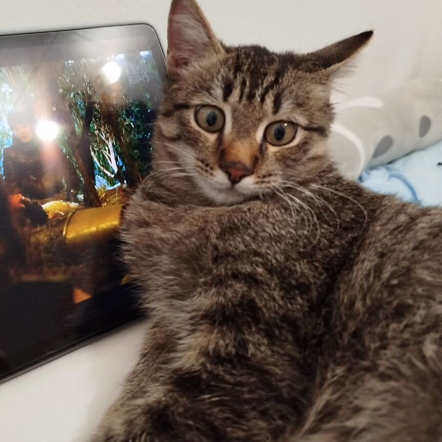 Котёнок в добрые руки