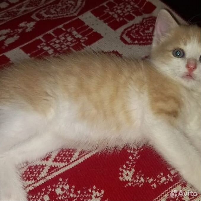 Единственный выживший