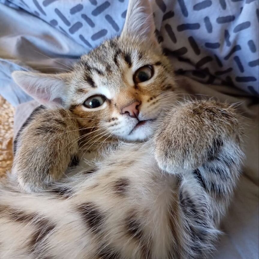 Котики в добрые руки