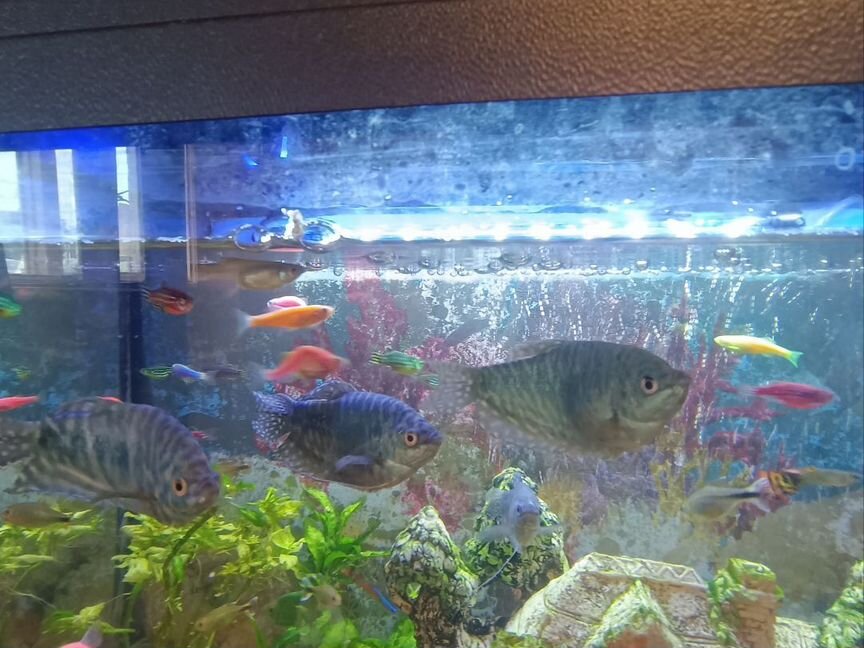 Рыбки гурами