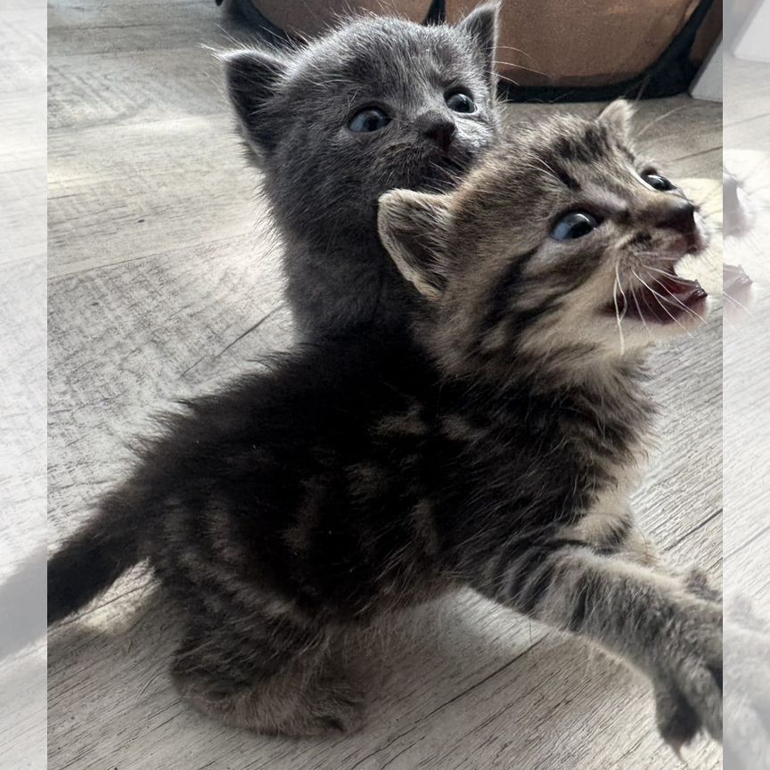 Котёнок от частного владельца