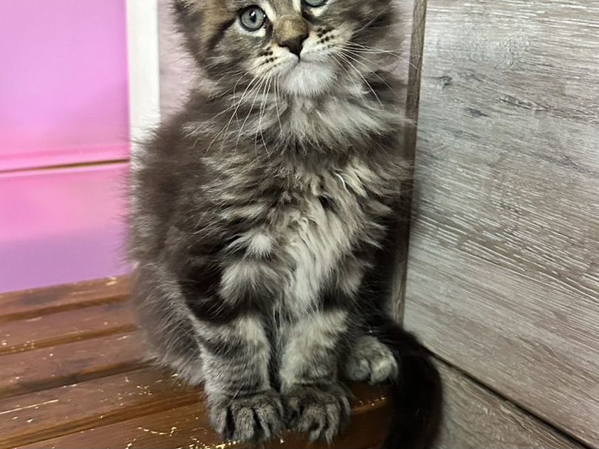 Мейн-кун котенок Walt