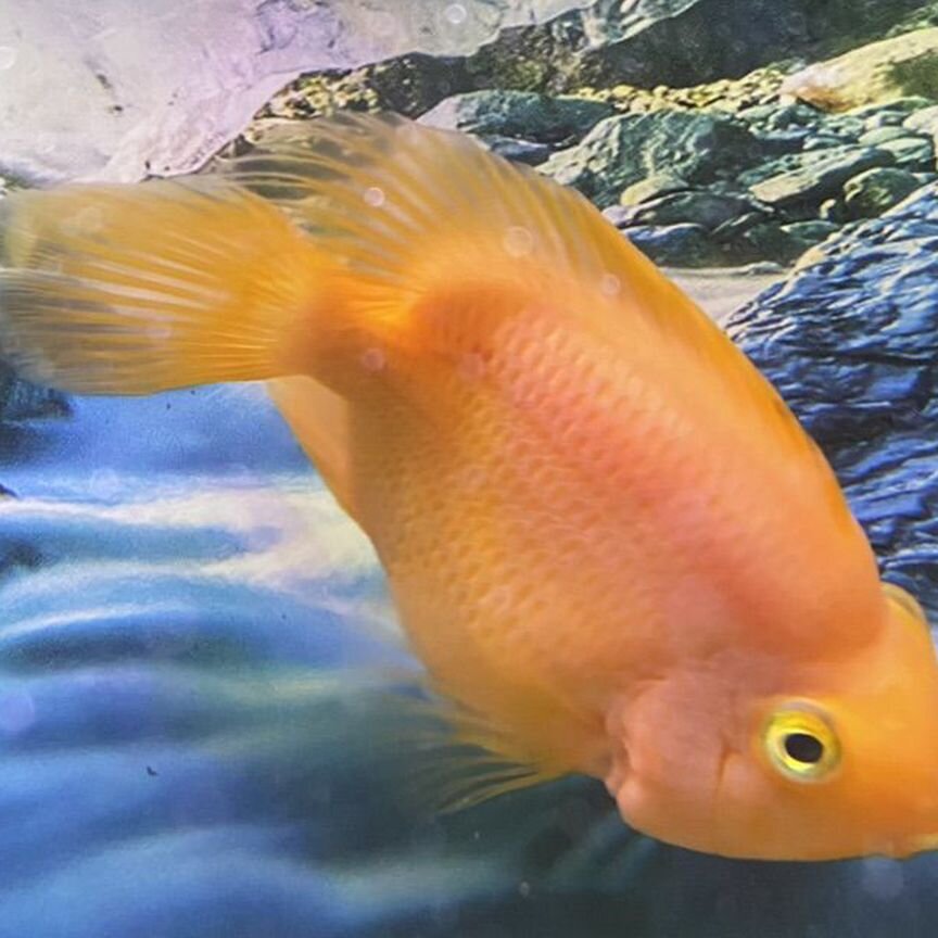 Аквариумная рыба попугай