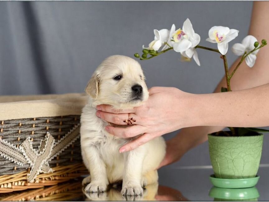 Щенки Golden Retriever
