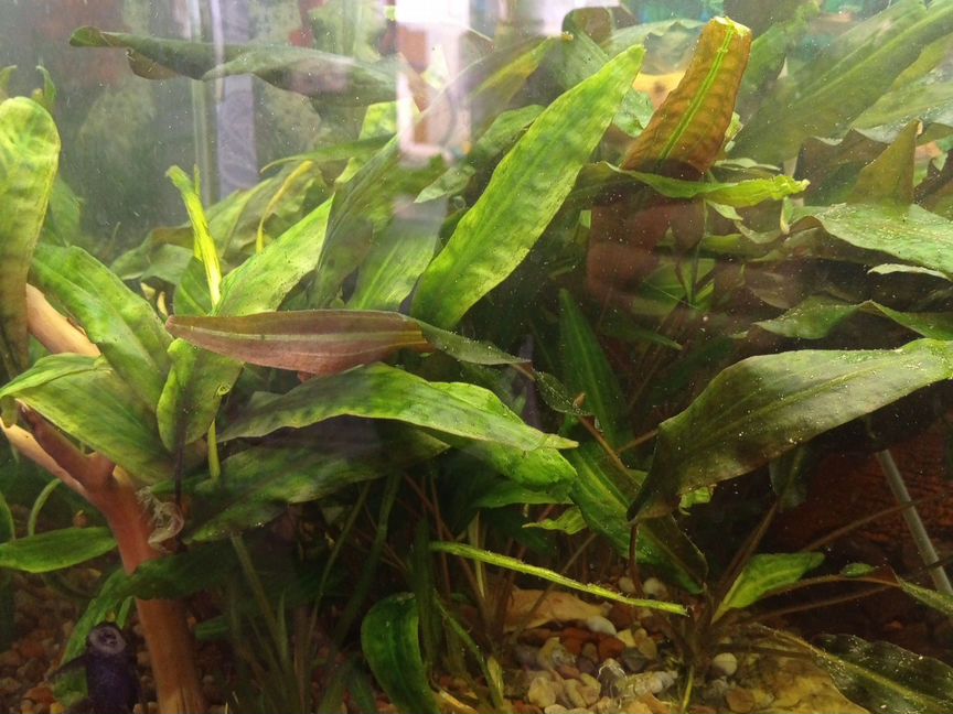 Водоросли для аквариума