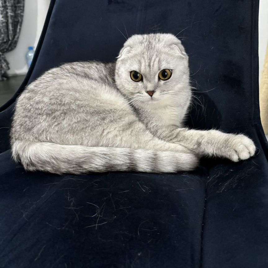 Кот в добрый руки