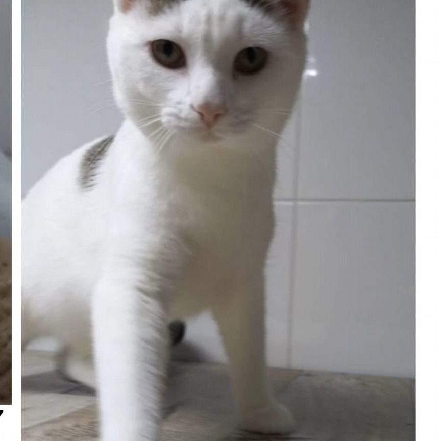 Котик в добрые руки