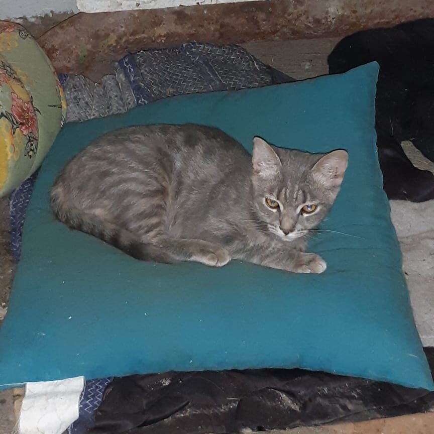 Котенок
