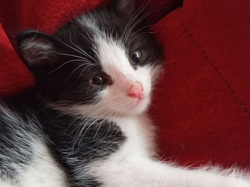 Котенок в добрые руки
