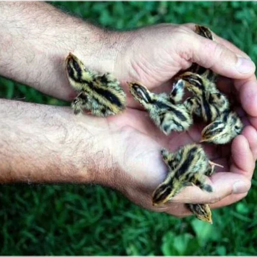 Перепела, для корма животных