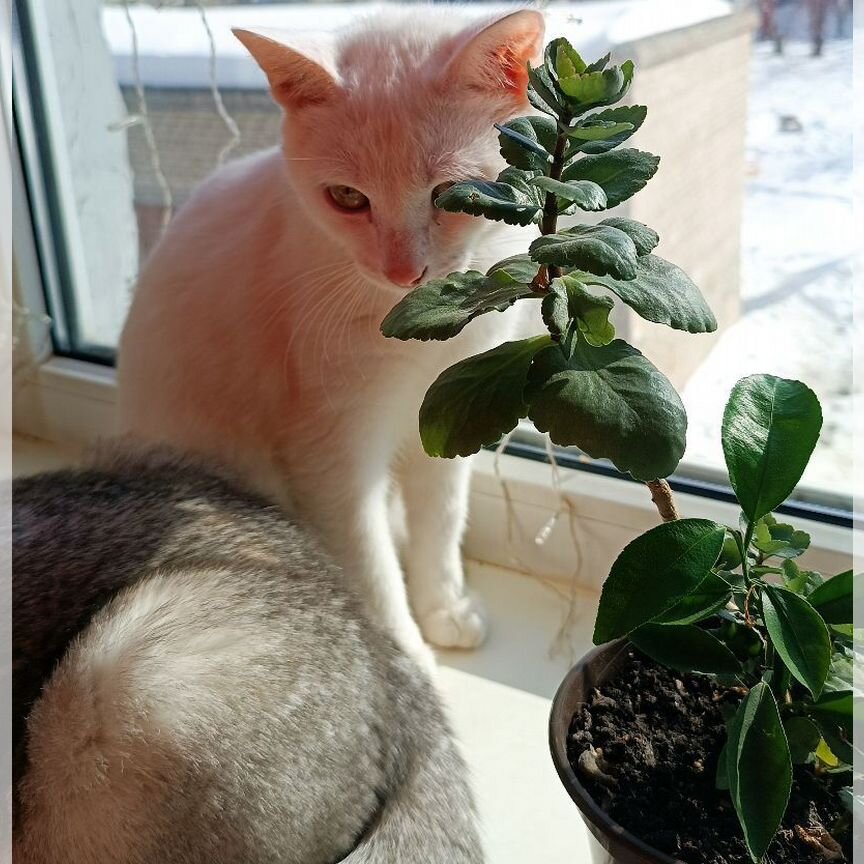 Отдам бесплатно белого кота