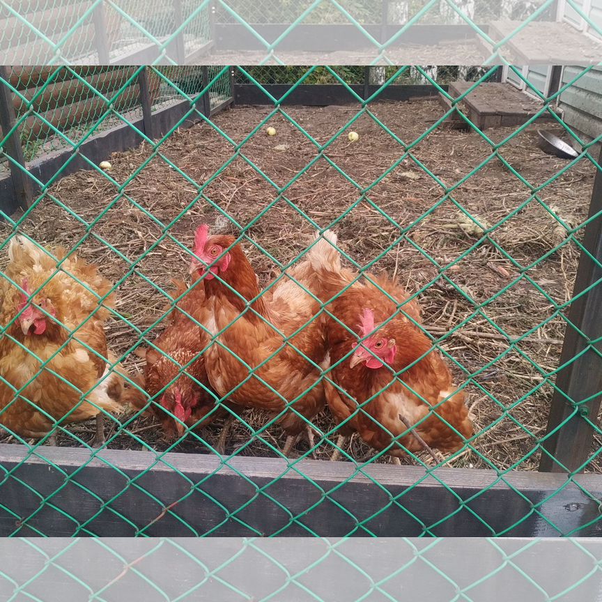 Куры домашние