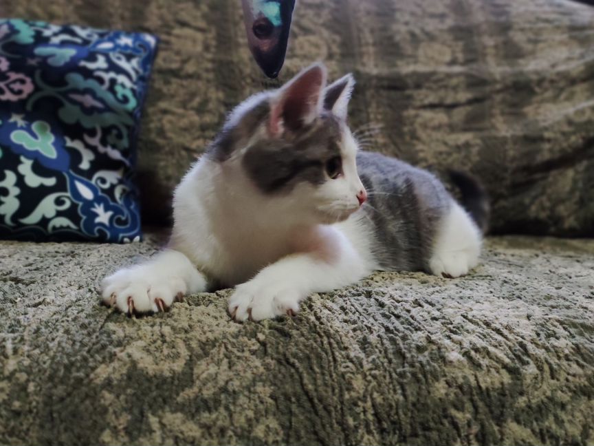 Домашние животные котята