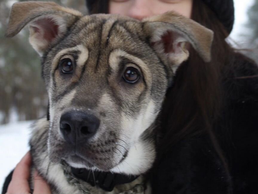 Щенок в добрые руки