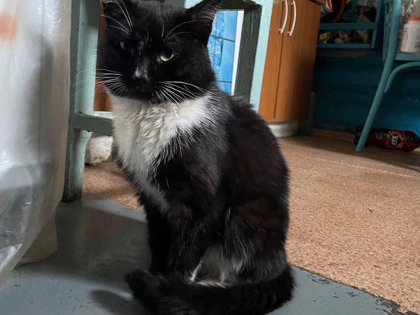 Кот в добрые руки