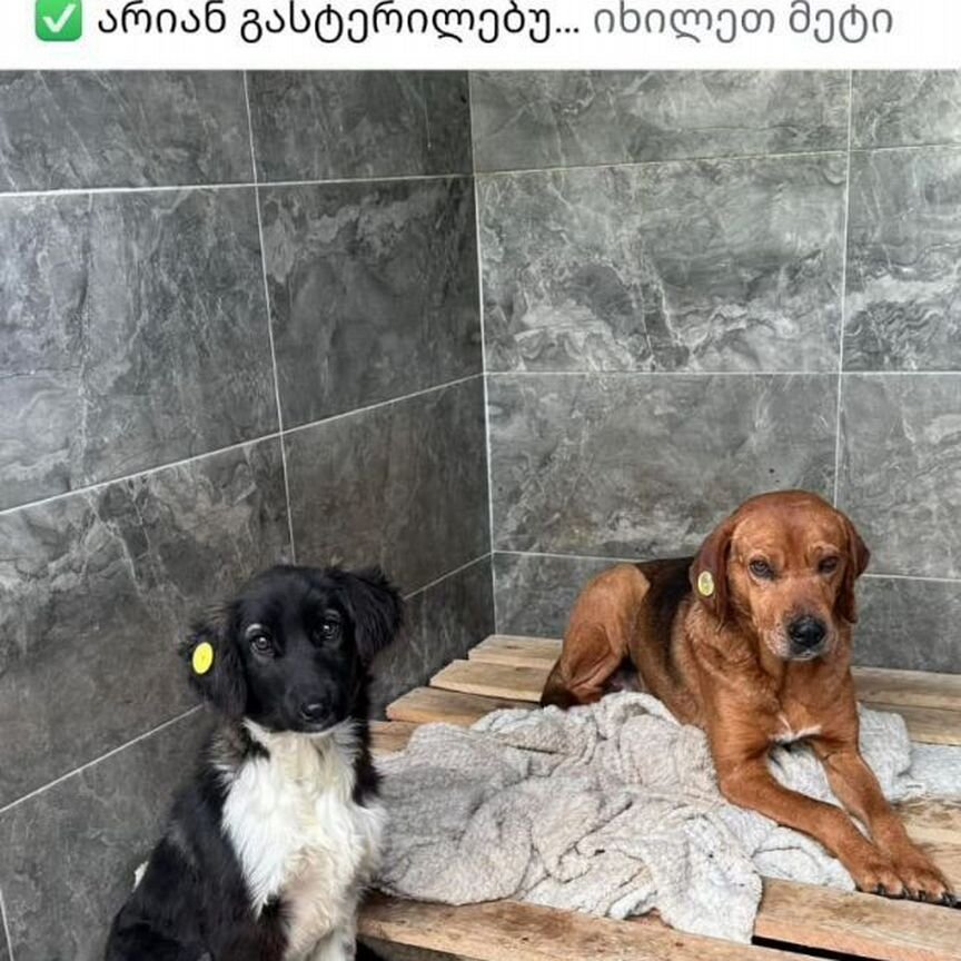 Собаки в добрые руки
