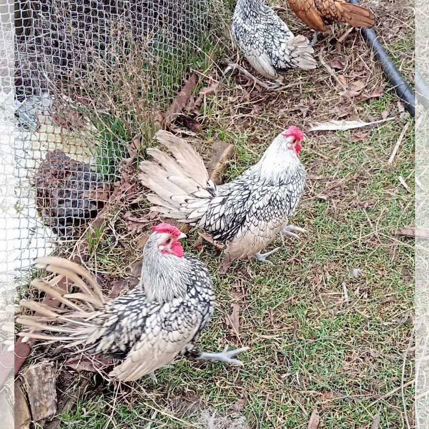 Декоративные куры