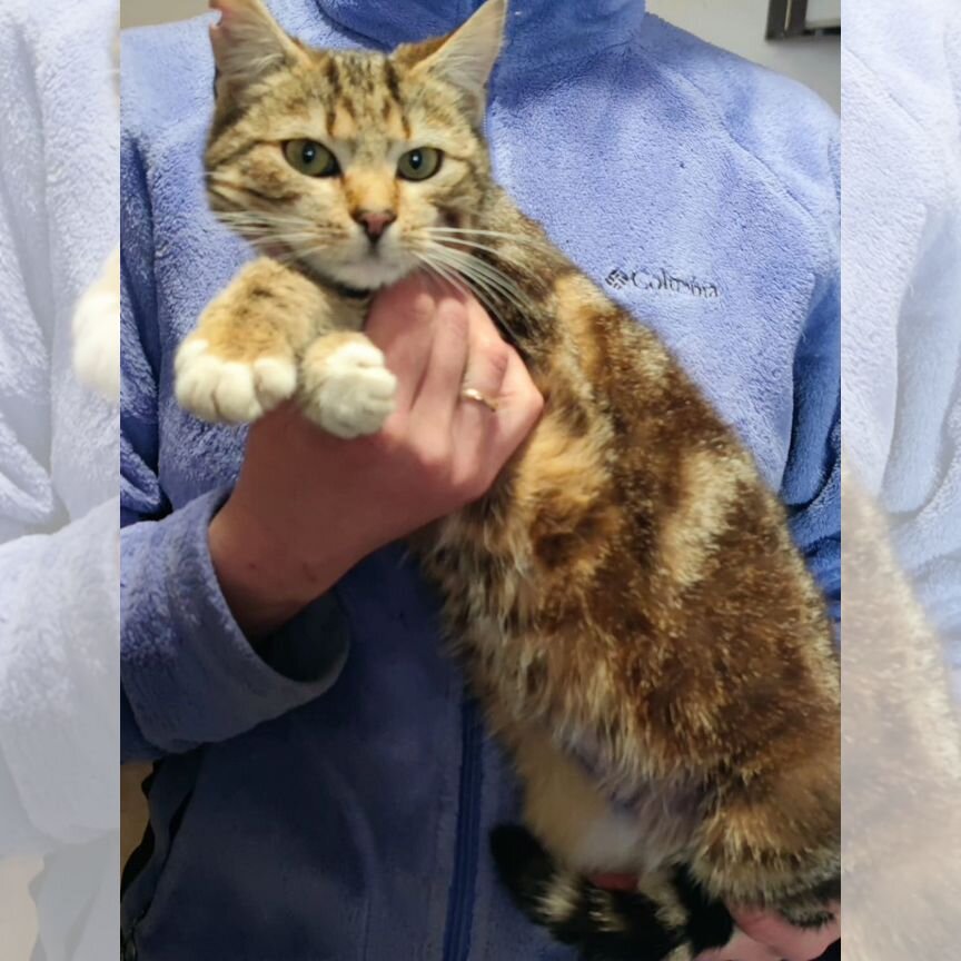 Кошка