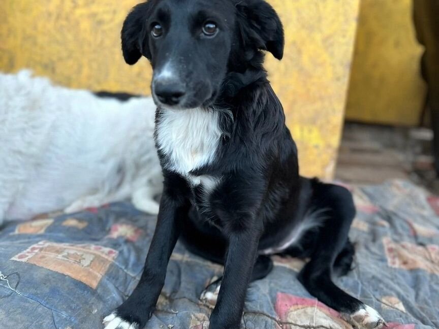 Собаки бесплатно